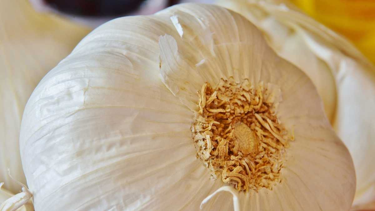 The Best Stinking Party Around: Garlic Fest 2026