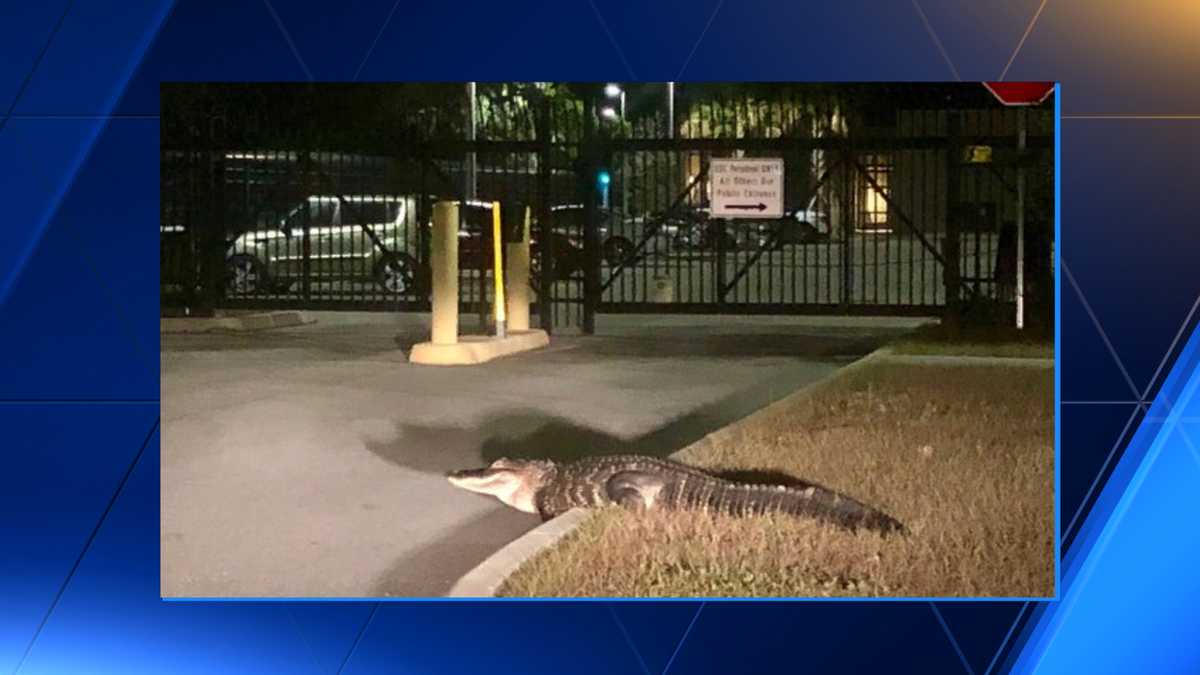 Alligator shows up at 911 dispatch center