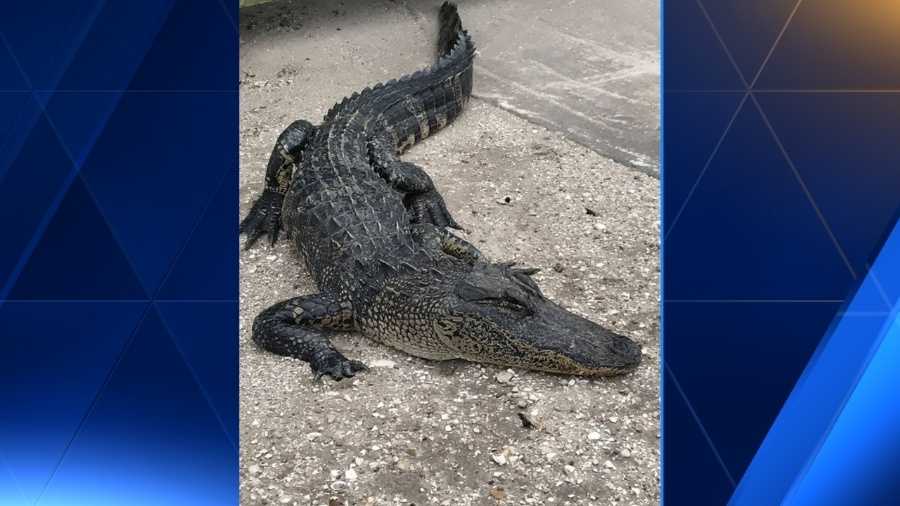 Detectives find gator with gouged out eyes at vandalized business