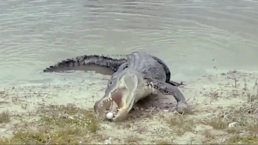 Golfer loses ball to hungry gator on Florida golf course
