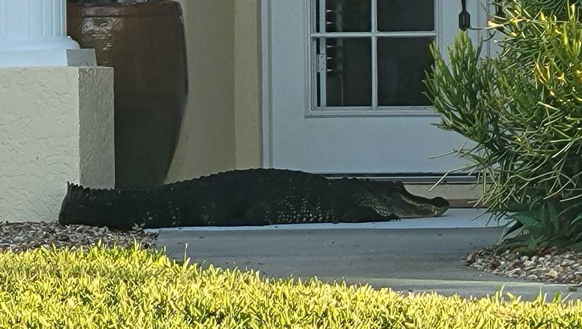 Florida couple opens door to 7-foot-long gator