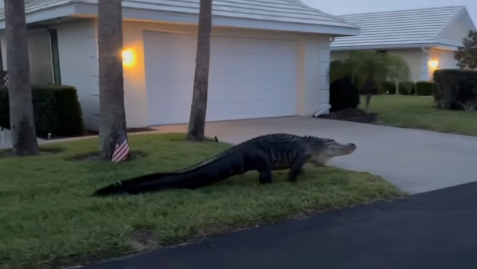 10-foot gator spotted strolling through Florida neighborhood on Easter ...
