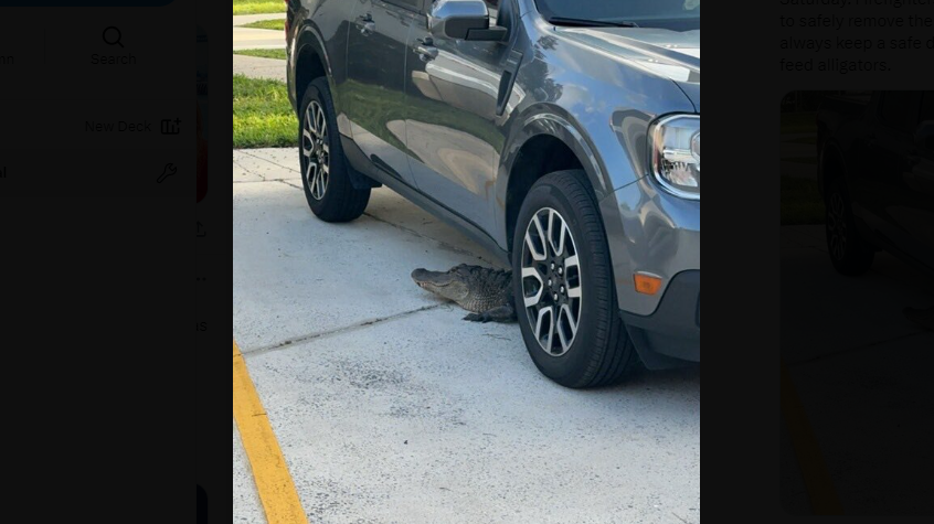Gator stops by Orange County fire station
