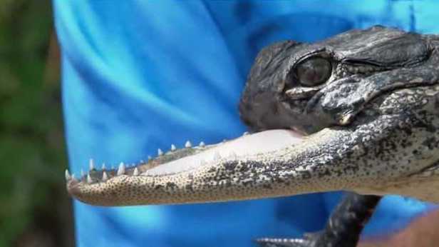 Florida gator missing upper jaw taken to Gatorland