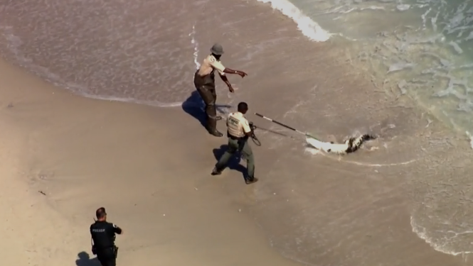 Hillsboro Beach: Alligator scares swimmers out of water