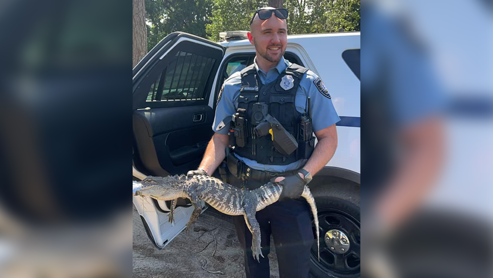 Savannah: Police rescue wandering alligator from busy road