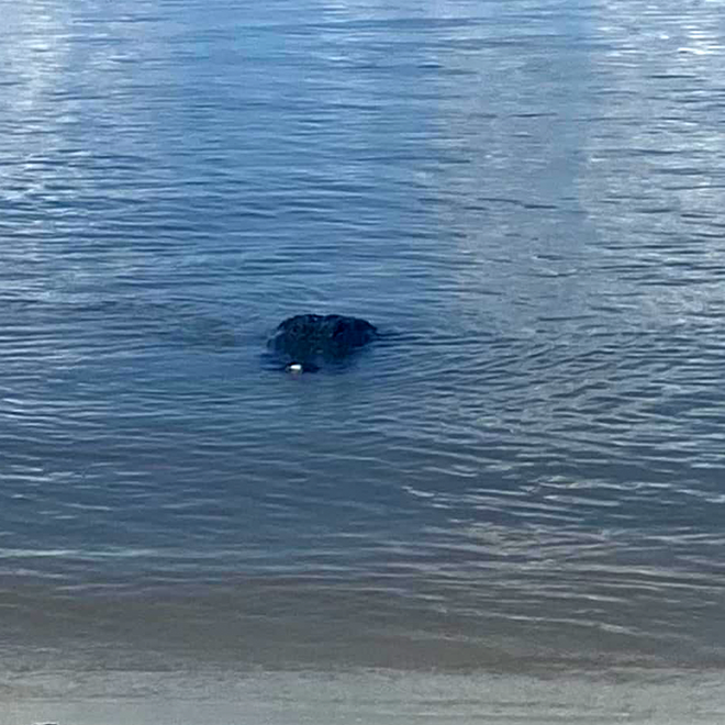 Tybee Island: Lifeguards give update on alligator sighting