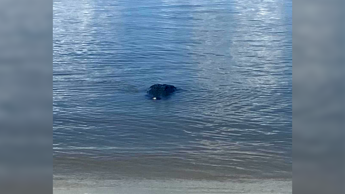 Tybee Island: Lifeguards give update on alligator sighting