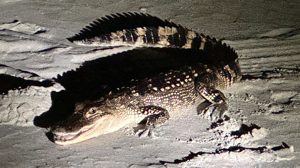 Hilton Head Island: Alligator spotted at Palmetto Dunes - WJCL