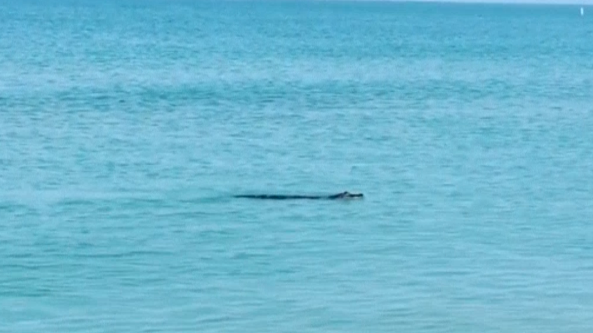 Alligator spotted at Florida beach