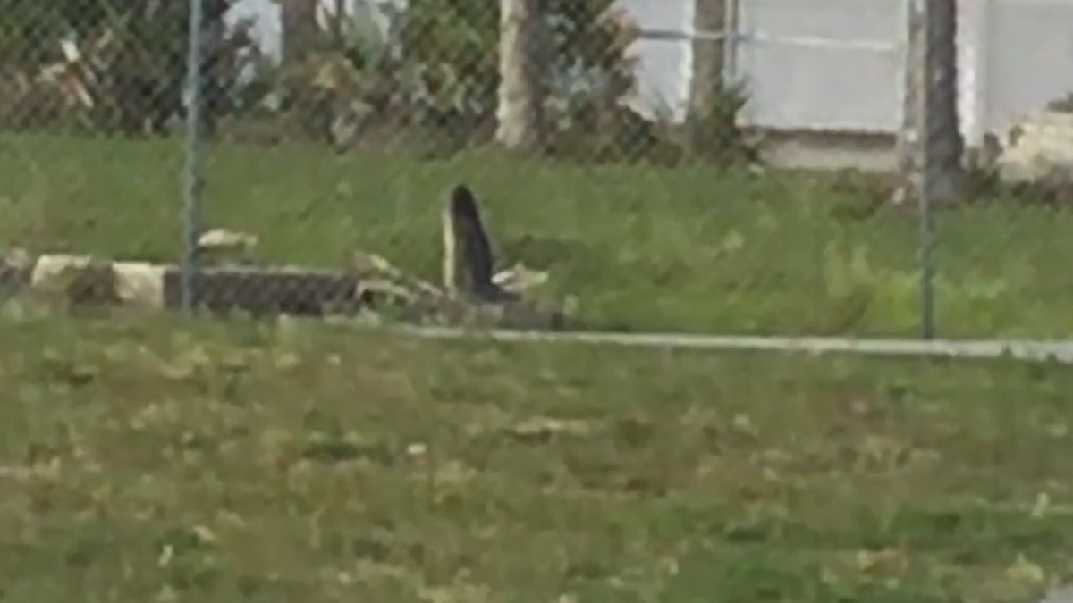 9-year-old describes close encounter with alligator at Brevard ...