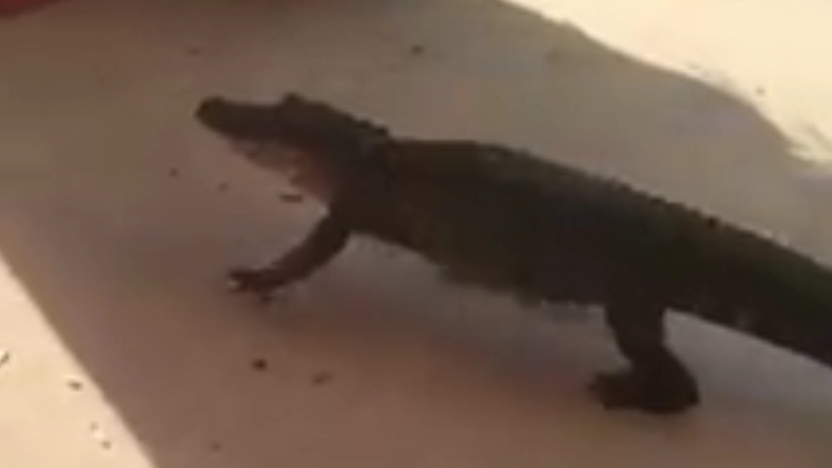 Alligator strolls through Flagler Beach shopping center