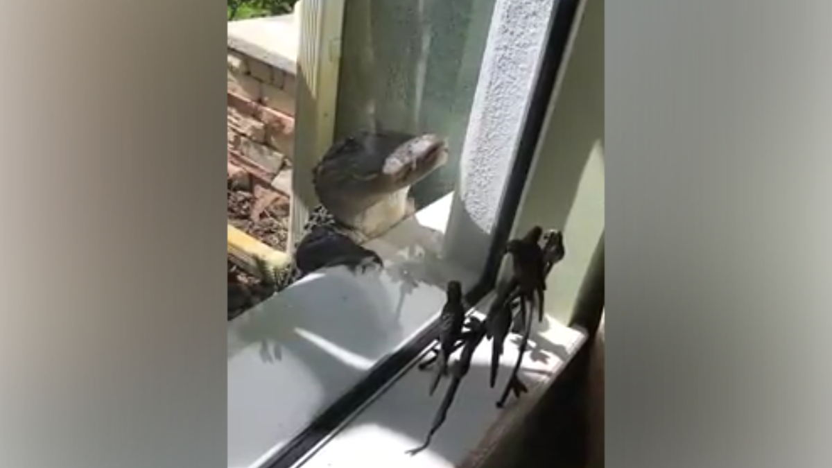 ‘truly Terrifying Alligator Caught On Camera Knocking On Palm Coast
