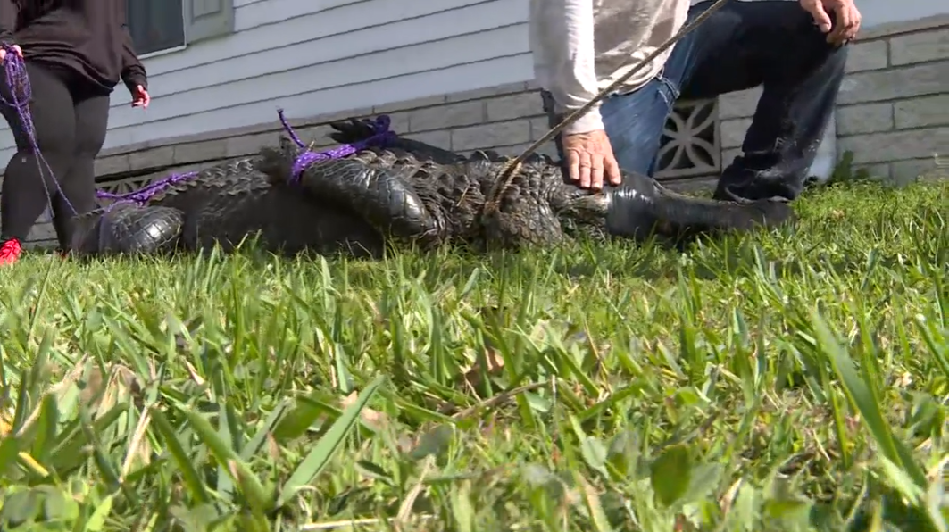 Florida woman describes trying to save friend killed by alligator