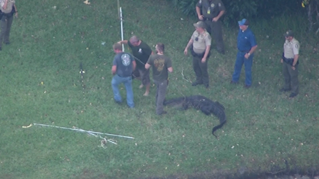 Alligator still had sneaker in mouth after attacking Central Florida man