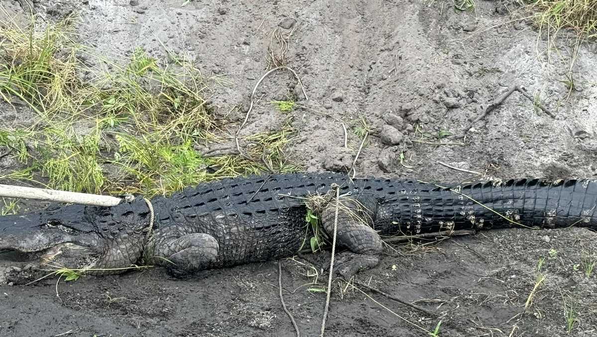 Farmer shares story of being bit by alligator in Florida