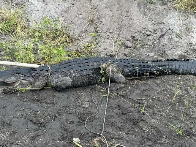 Field worker bit in the leg by an alligator