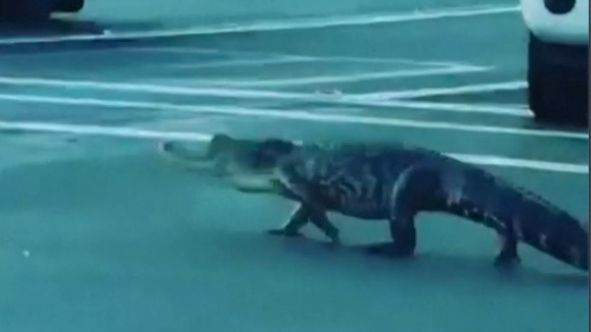 VIDEO: Alligator crosses 6 lanes of traffic