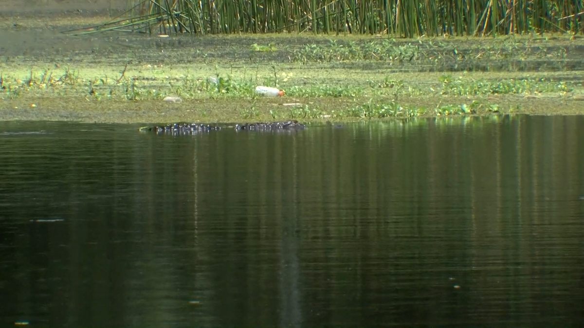 Central Florida woman says alligator ate her 100-pound dog