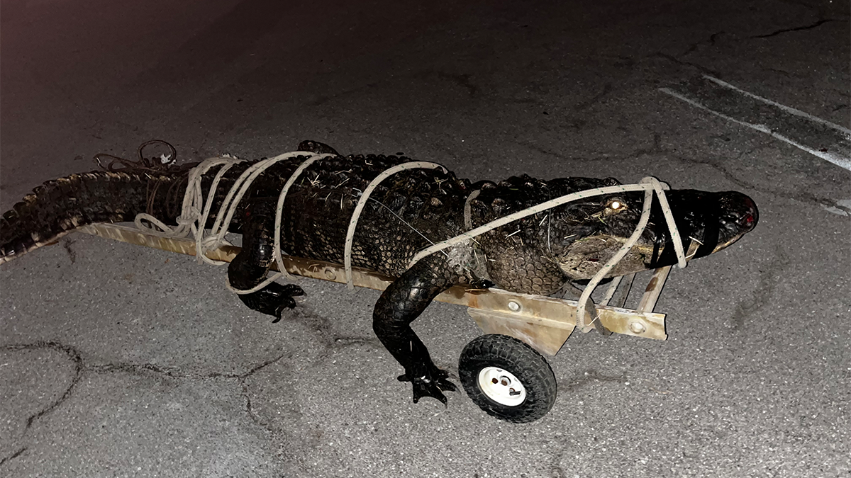 Gator captured in Florida