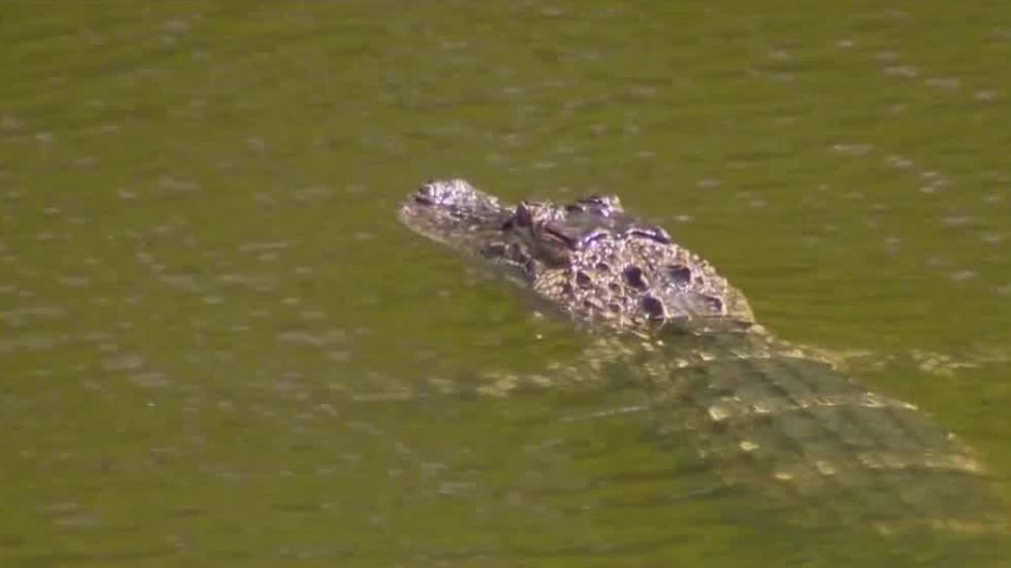 Pamela Comme - Journalist Profile - Intelligent Relations