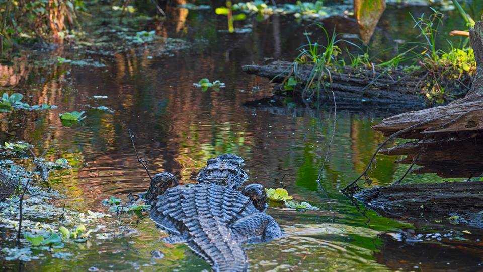 Florida’s alligator hunting season starts Wednesday