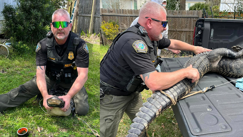 Georgia police officer wrangles alligator in backyard of home