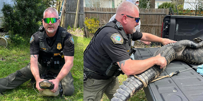 Georgia police officer wrangles alligator in backyard of home