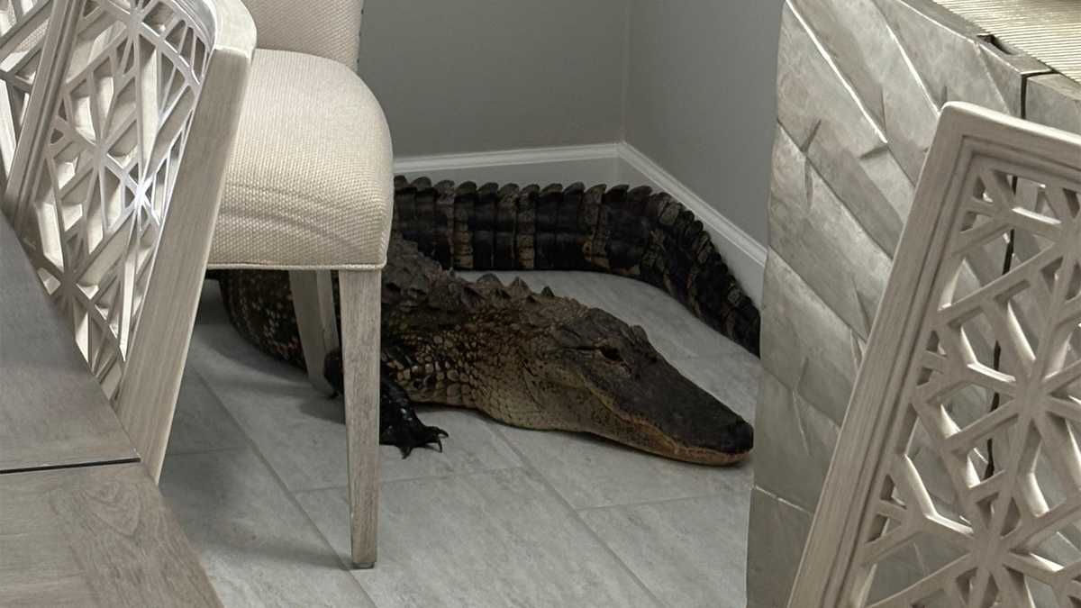 Unexpected surprise: Gateway man finds alligator in his home