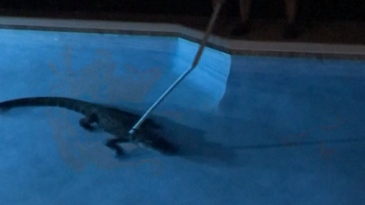 Gator goes for swim in Florida pool, doesn’t want to get out