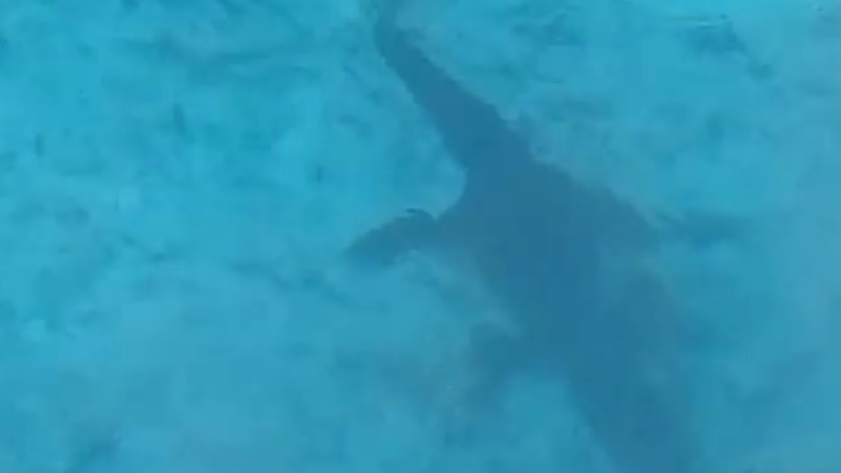 Gator in Central Florida pool after Hurricane Dorian