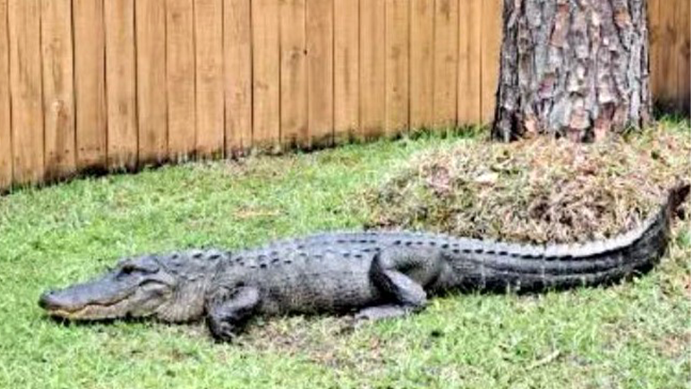 Jumping Alligator In Swamp