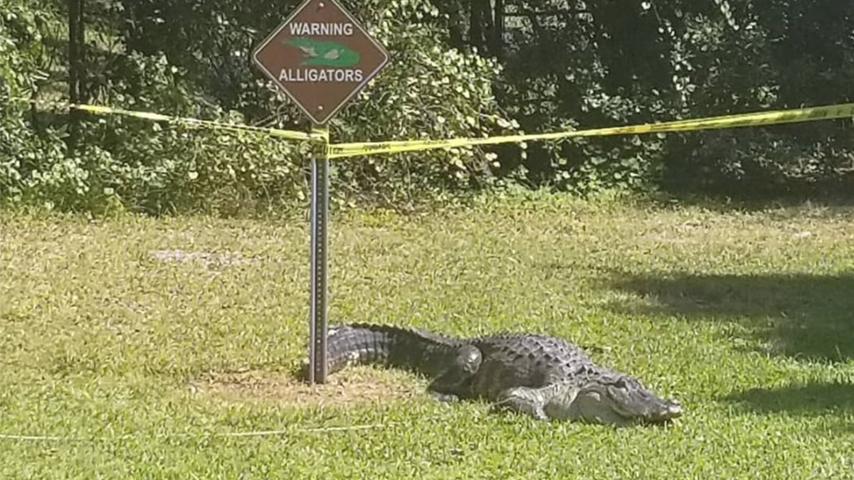 Gator spotted hanging out near alligator warning sign