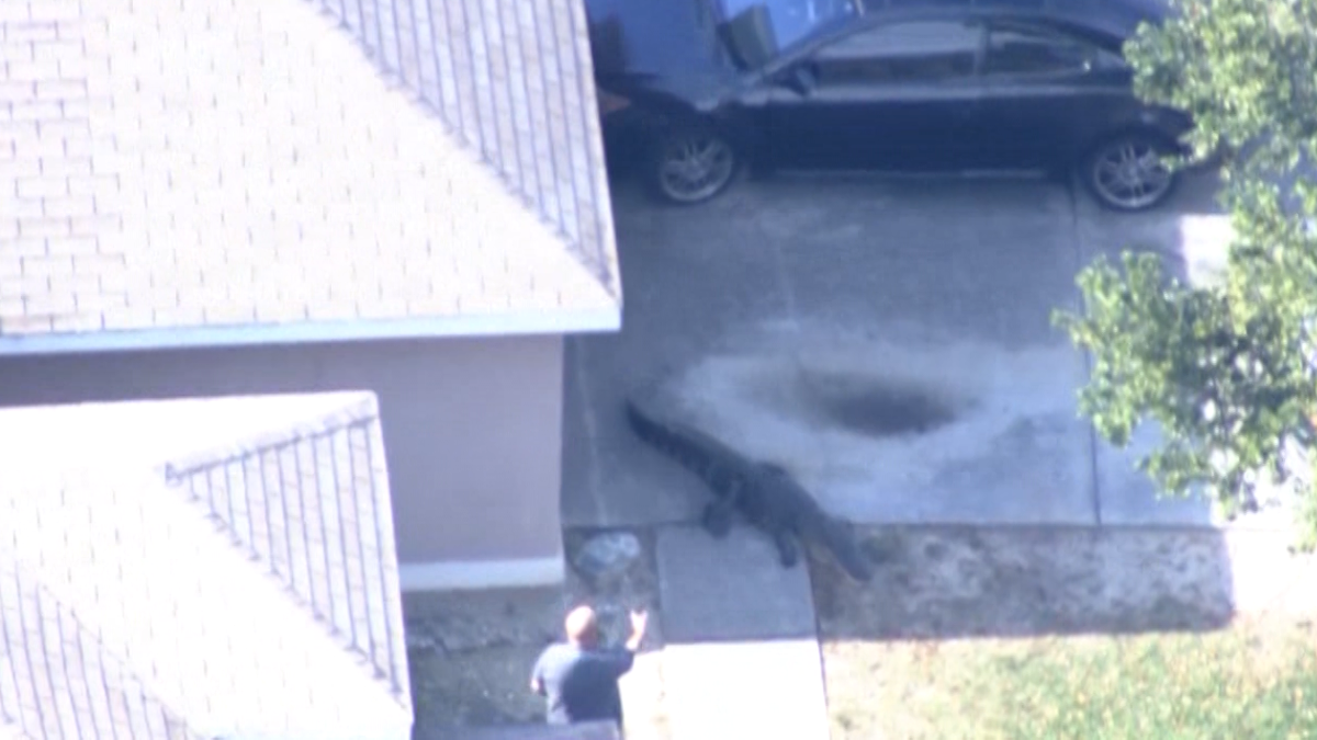8-foot gator traps woman in her Orlando home