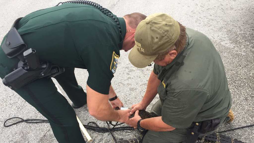 Alligator trapped after chasing