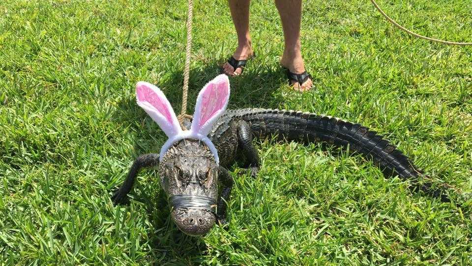 Woman: Gator in bunny ears no laughing matter