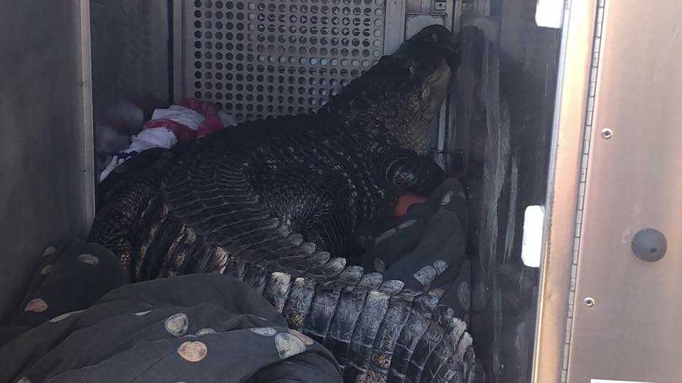 Animal Control officers seize massive alligator, snakes, other animals ...