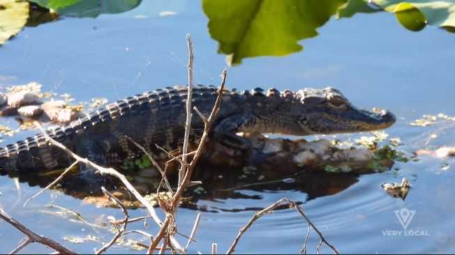 Blue Springs State Park featured on adventure show