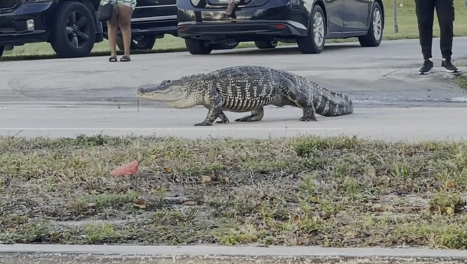 Gator takes stroll through traffic in Florida
