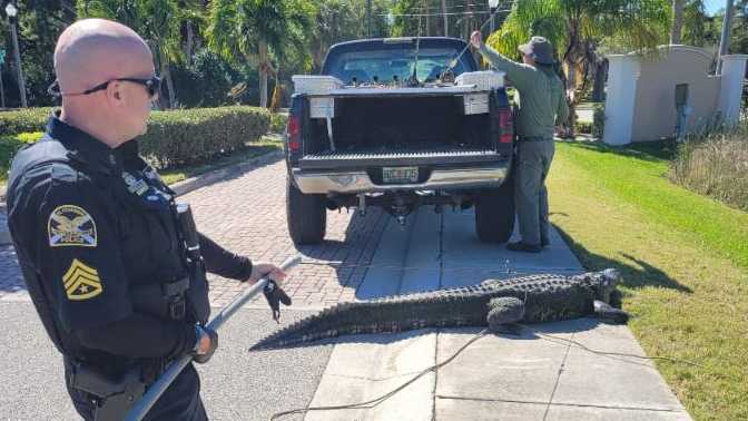 St. Petersburg police wrangle 10-foot gator