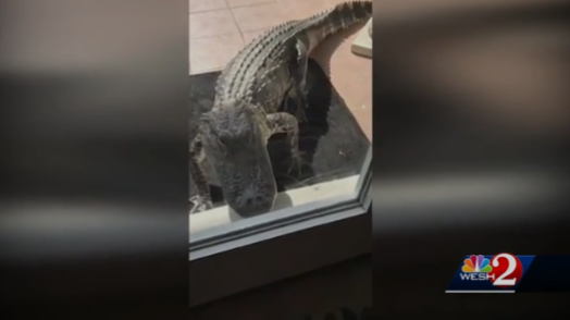 Alligator mating season is here in Florida: What you need to know