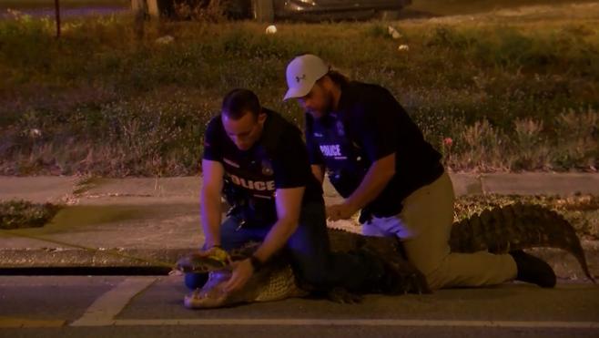 WATCH: Police wrangle 9-foot alligator in Florida street