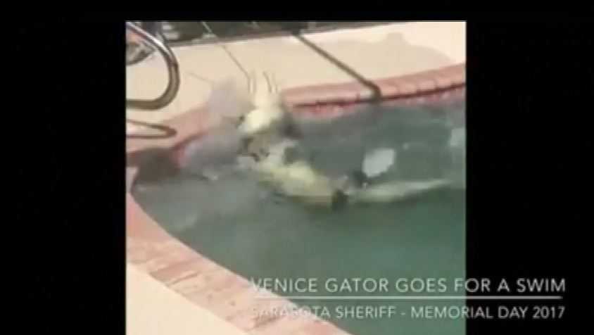Gator takes Memorial Day dip in backyard pool