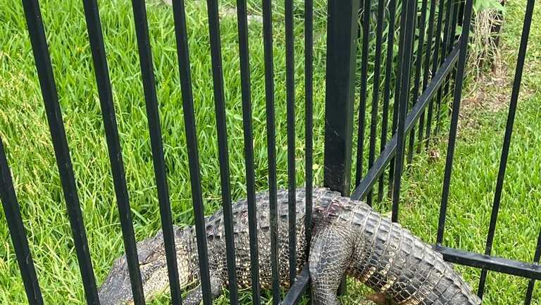 Louisiana man finds alligator stuck in fence