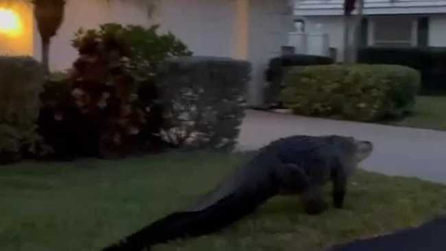 Massive gator walks through Florida neighborhood on Easter