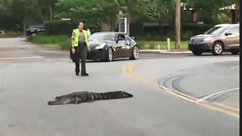Crossing gator gets the right of way in South Carolina