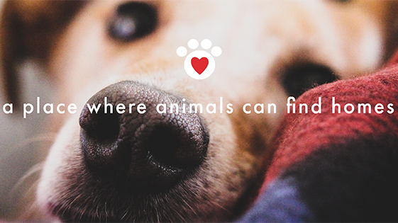 Helping the Greater Birmingham Humane Society