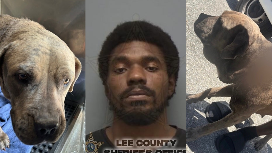 Florida man accused of animal cruelty after dog found with embedded collar