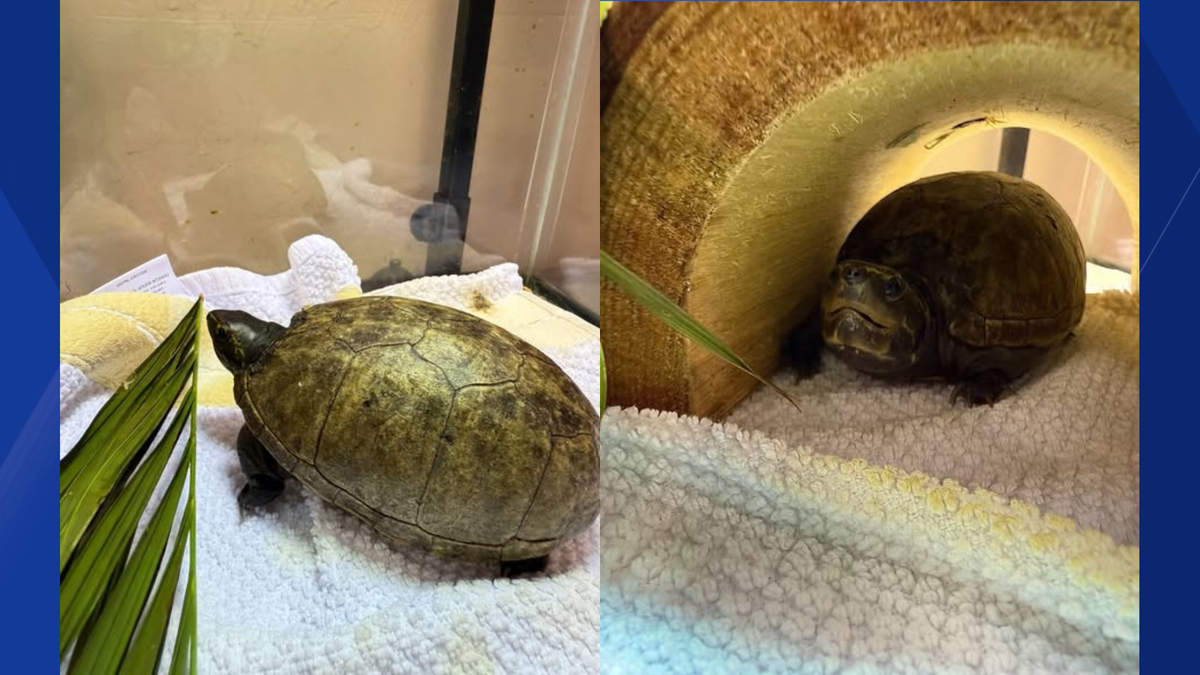 CROW vets nurse turtle with broken shell back to health
