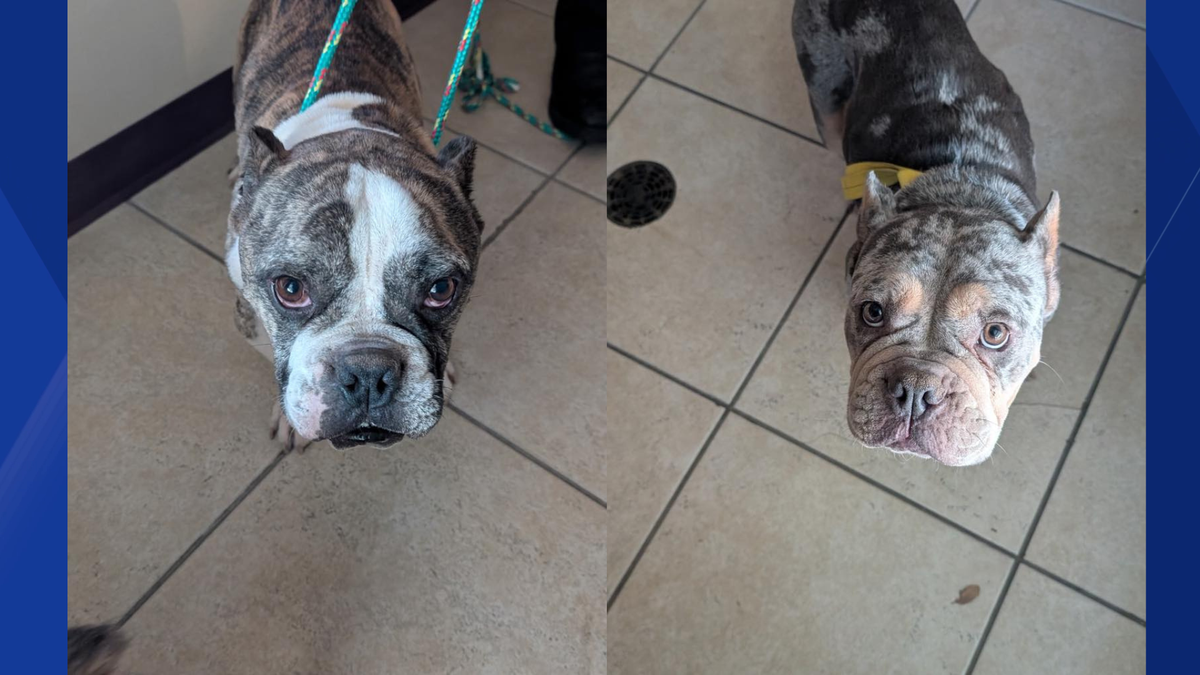 Cape Coral Fire Department searches for owner of 2 lost dogs